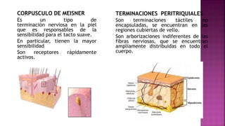 SISTEMA SENSORIAL PPT.pptx