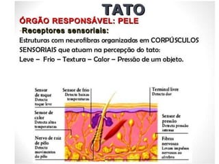 Sistema sensorial tato | PPT