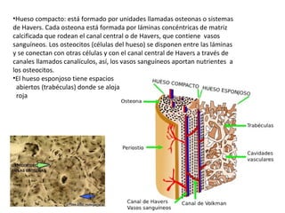 Sistema óseo | PPT