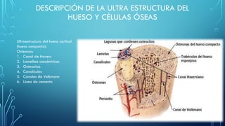 Estructura y función del sistema oseo-2.pptx