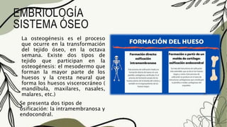 SISTEMA ÓSEO.pptx