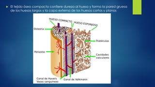 SISTEMA ÓSEO TIPOS DE TEJIDO.pdf