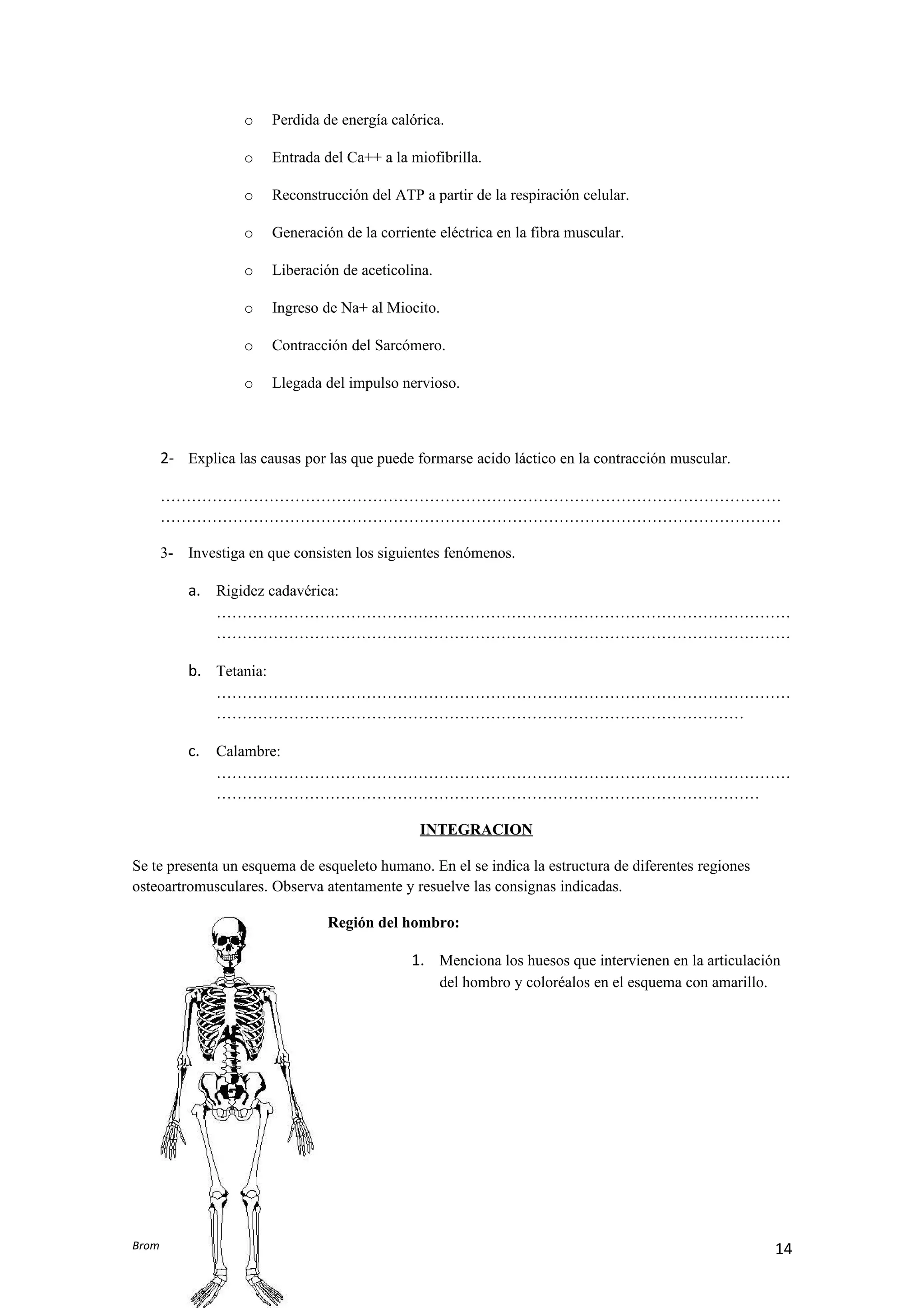 Sistema óSeo Y Muscular | PDF