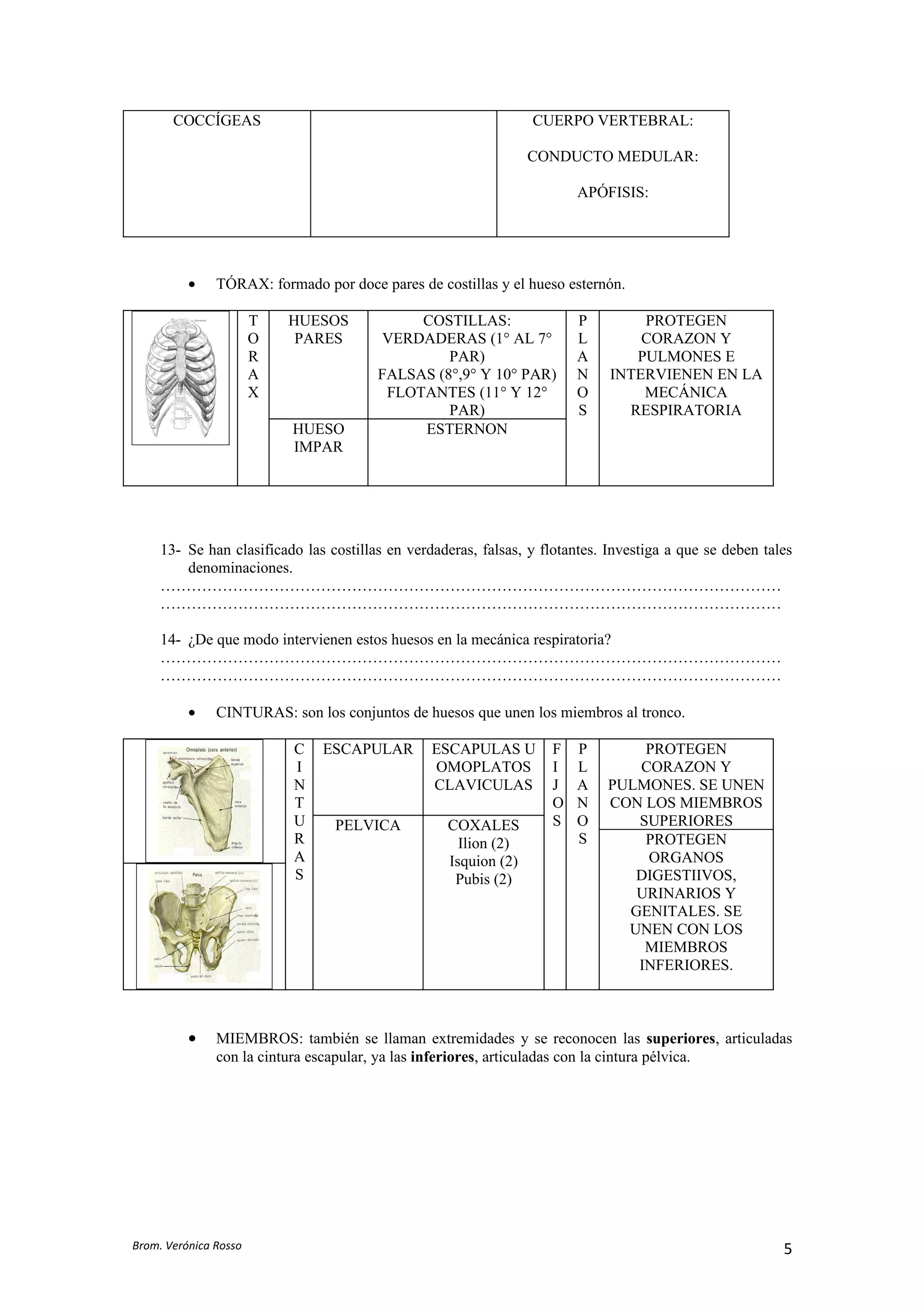Sistema óSeo Y Muscular | PDF