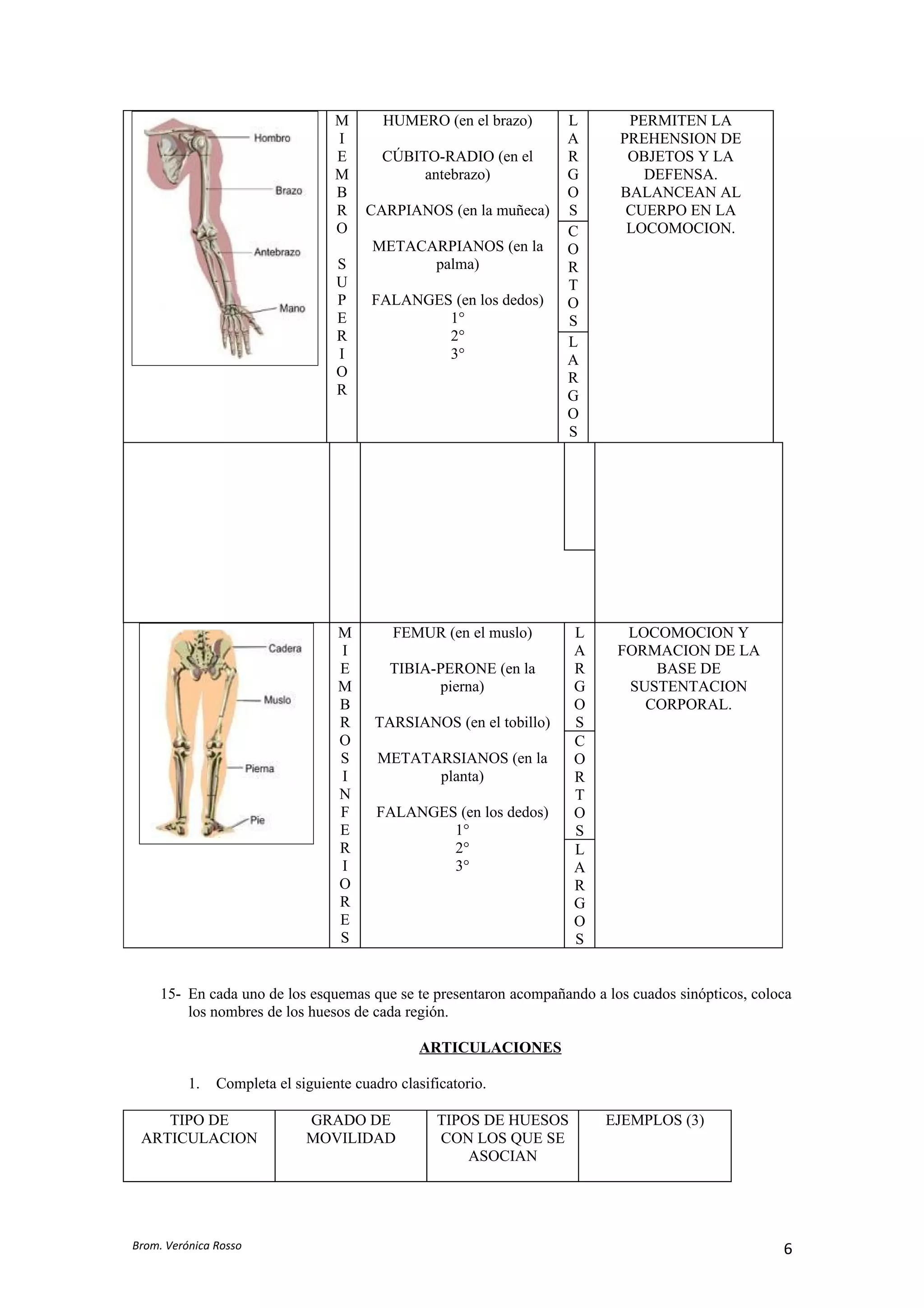 Sistema óSeo Y Muscular | PDF