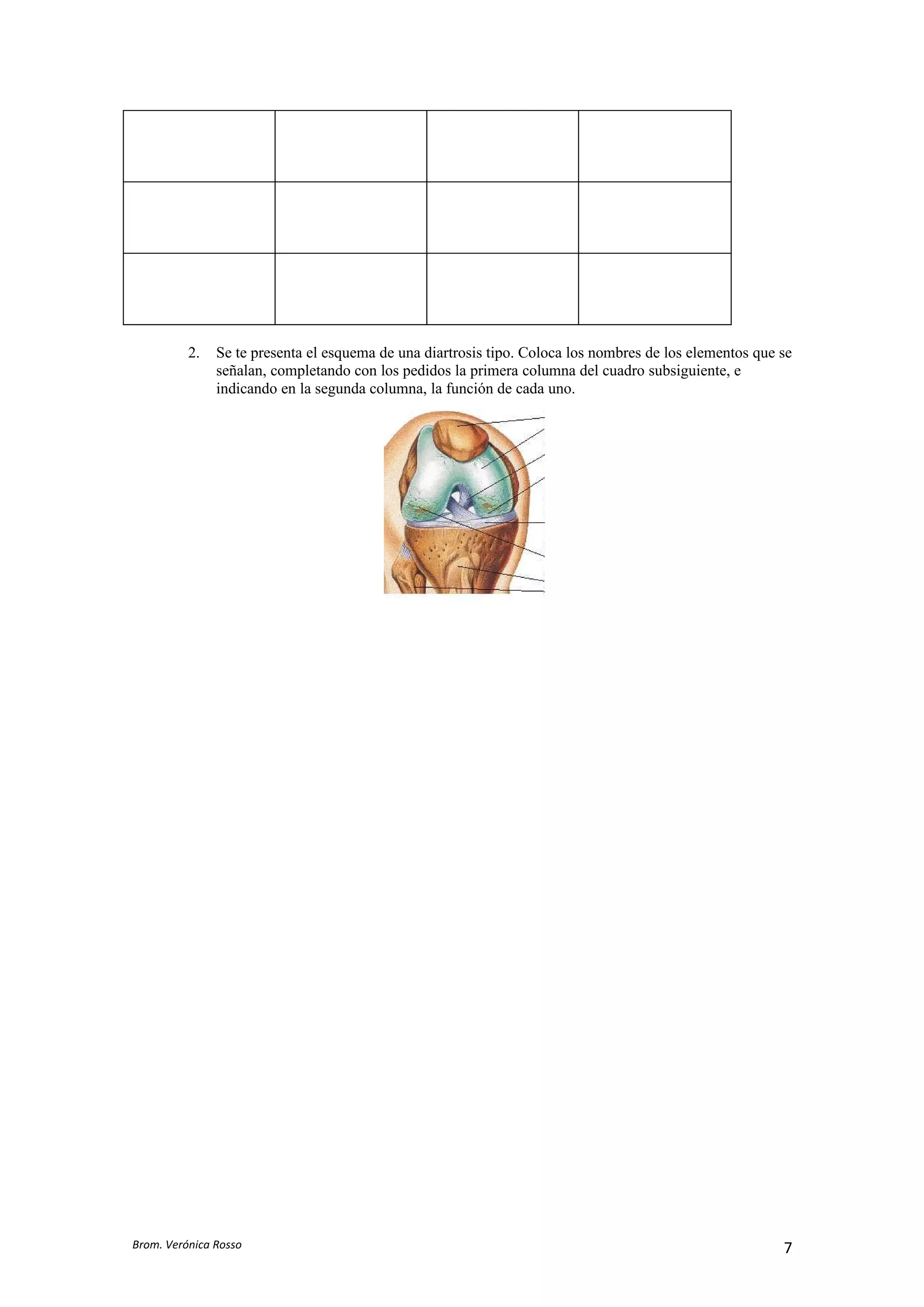 Sistema óSeo Y Muscular | PDF