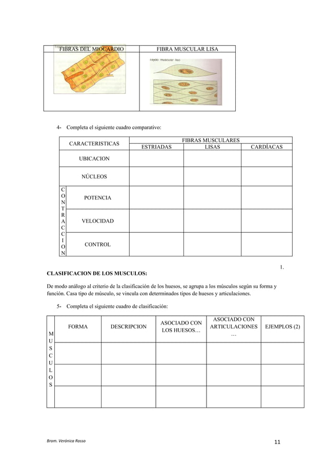 Sistema óSeo Y Muscular | PDF