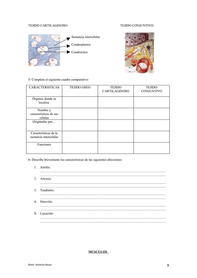 Sistema óSeo Y Muscular | PDF