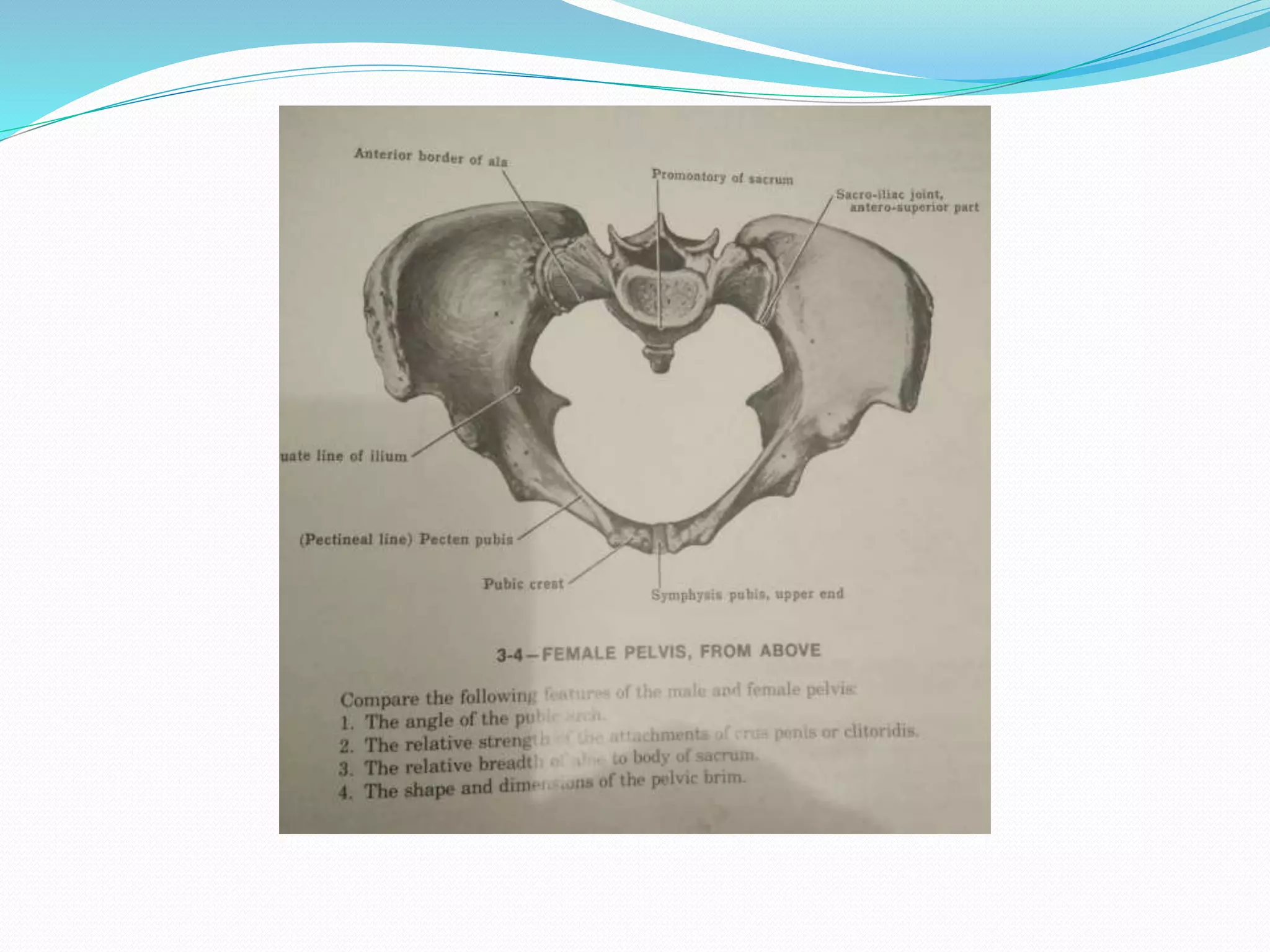 Sistema skeletal dan sendi | PPT