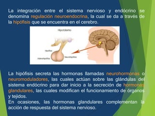 Sistemas nervioso endocrino amimales | PPTX
