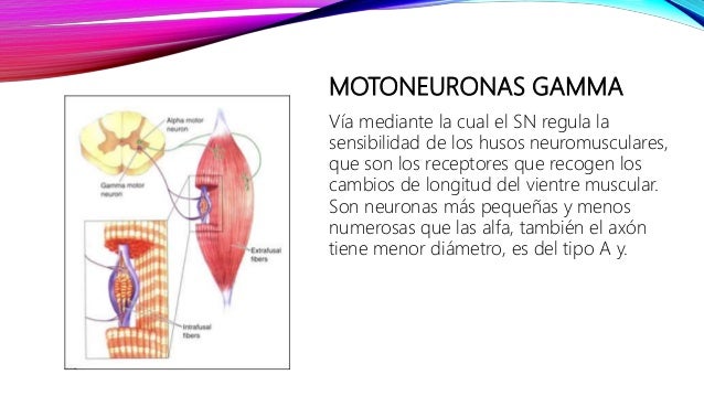 Sistema somatosensorial