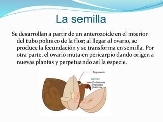 Sistemas orgánicos de las plantas | PPTX