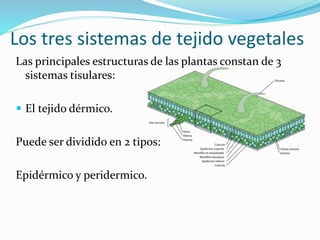 Sistemas orgánicos de las plantas | PPTX