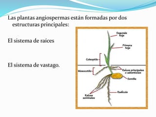 Sistemas orgánicos de las plantas | PPTX