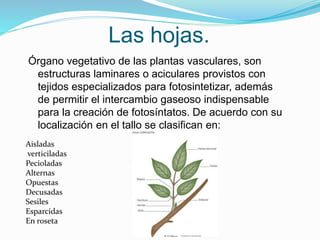 Sistemas orgánicos de las plantas | PPTX