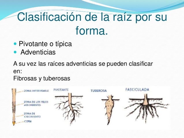 Sistemas orgánicos de las plantas