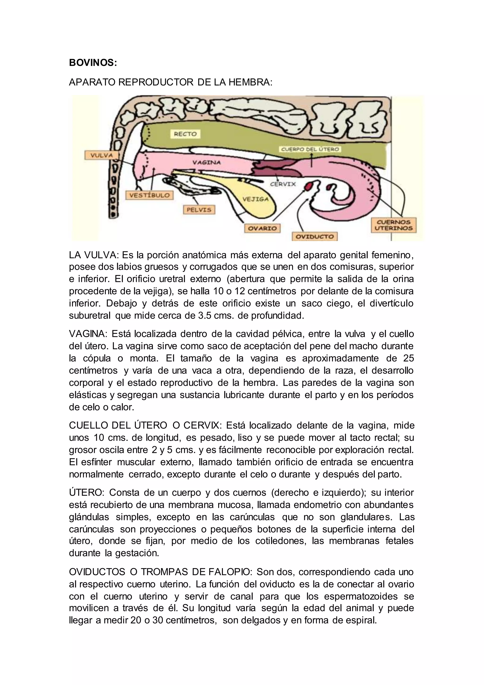 Sistemas reproductivos en animales | DOCX