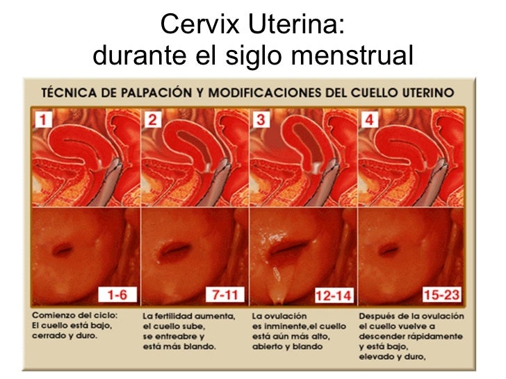 Útero Y Cérvix _ ¿Qué es y cuál es la función del cérvix? – PBCYJ
