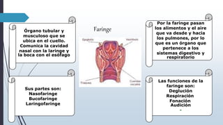 Sistemas respiratorio y circulatorio | PPTX