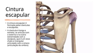 Sistema ósseo anatamia, tipos de ossos, desenvolvimento osseo. | PPTX