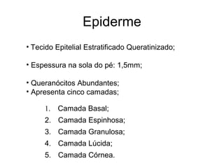 Sistema tegumentar | PPT