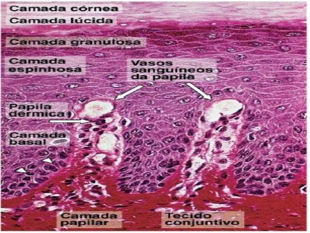 Sistema tegumentar
