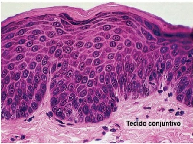 Sistema tegumentar