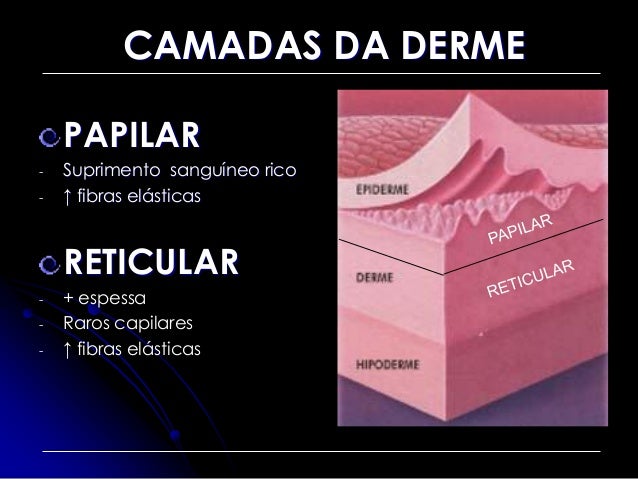 Sistema tegumentar