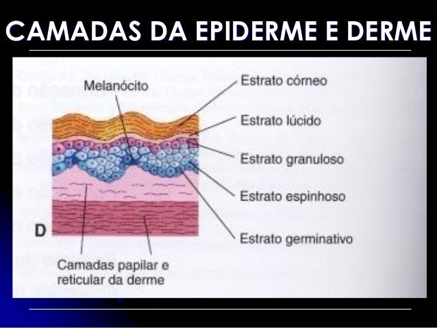 Sistema tegumentar