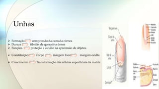 Sistema tegumentar | PPTX