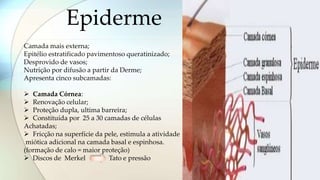 Sistema tegumentar | PPTX