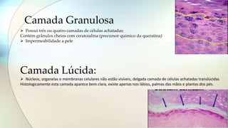 Sistema tegumentar | PPTX