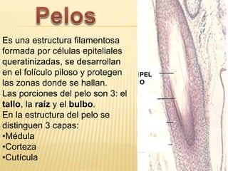 Sistema tegumentario | PPTX