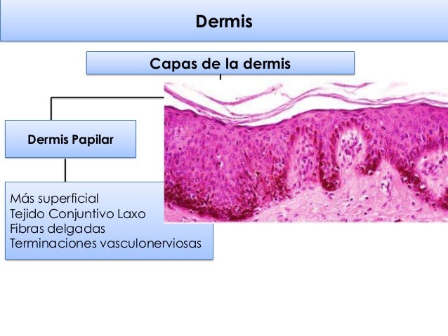Sistema tegumentario (piel y faneras)