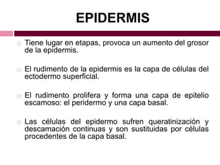 Embriología del Sistema Tegumentario | PPTX