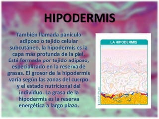 Sistema tegumentario | PPTX