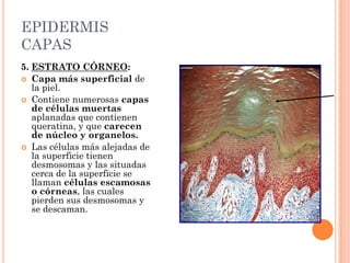 Sistema tegumentario | PDF