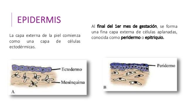 Sistema tegumentario