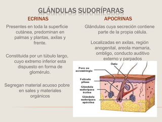 Sistema Tegumentario | PPTX