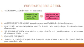 Sistema tegumentario | PPTX