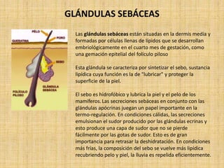Sistema tegumentario | PPTX