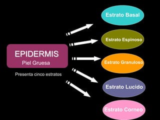 sistema tegumentario.pptx