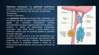Sistema tegumentario.pptx