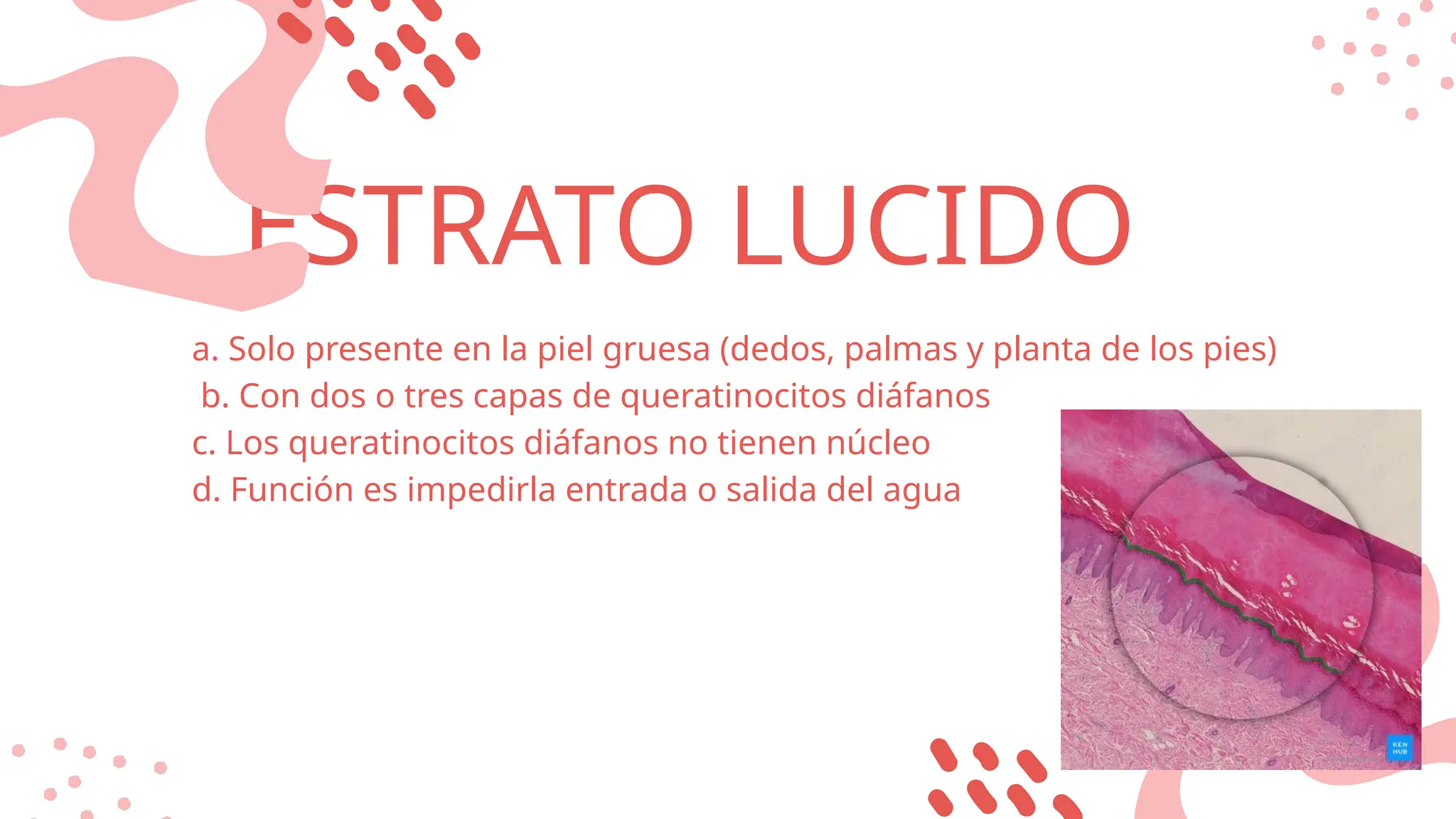 Presentación: El Sistema Tegumentario.pptx