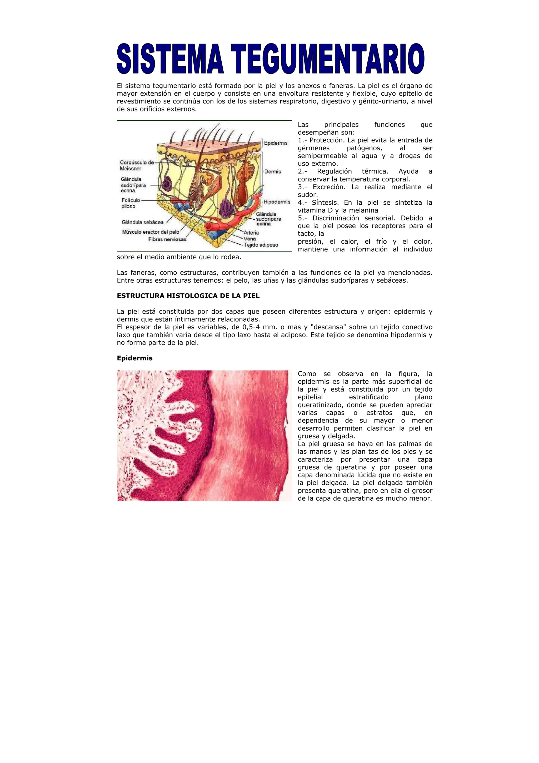 Sistema_tegumentario caracteristicas de la piel | PDF