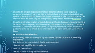 Sistema Tegumentario.pptx el sistema músculo esquelético | PPTX