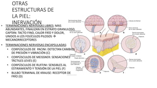 resumen de Sistema Tegumentario - histologia | PDF