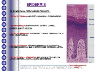 Sistema tegumentario | PDF