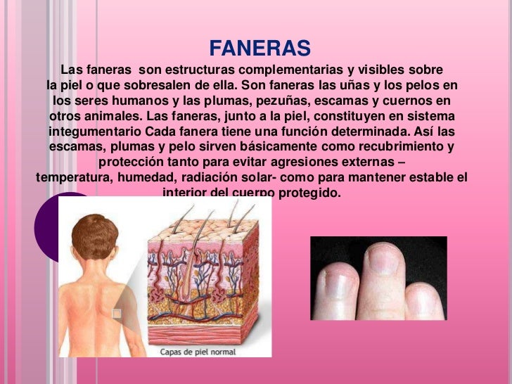 Sistema Tegumentario y Faneras