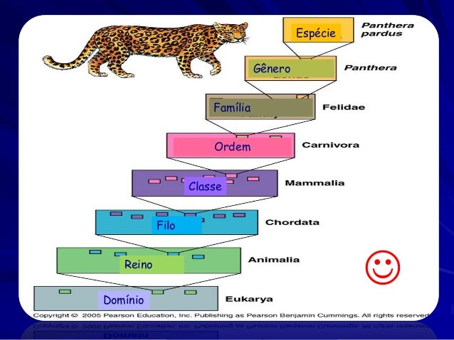 Sistematica e filogenia